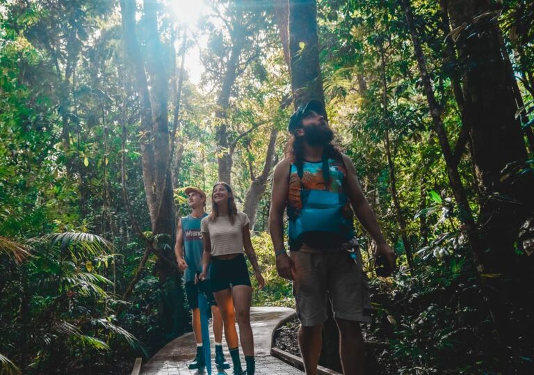 Daintree Rainforest Night Walk - Ferntree Rainforest Lodge
